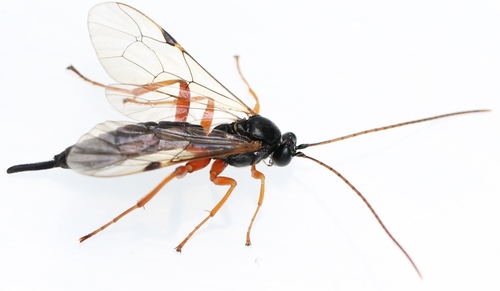 Apechthis compunctor · iNaturalist
