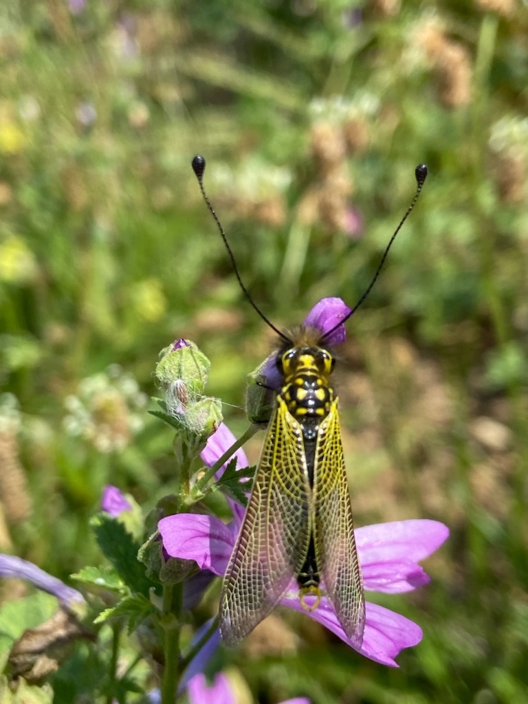 Libelloides ictericus (Charpentier, 1825)