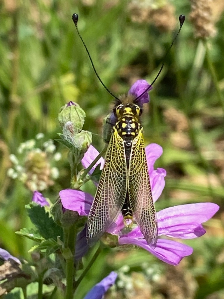 Libelloides ictericus (Charpentier, 1825)