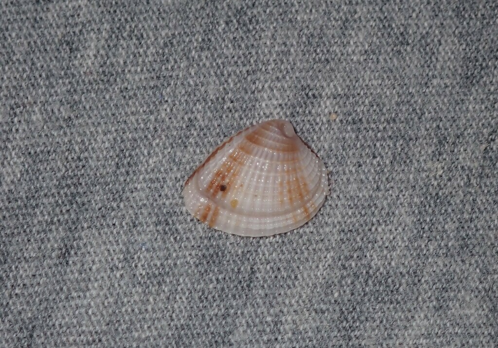 Timoclea scabra from Barcoongere NSW 2460, Australia on June 6, 2023 at ...