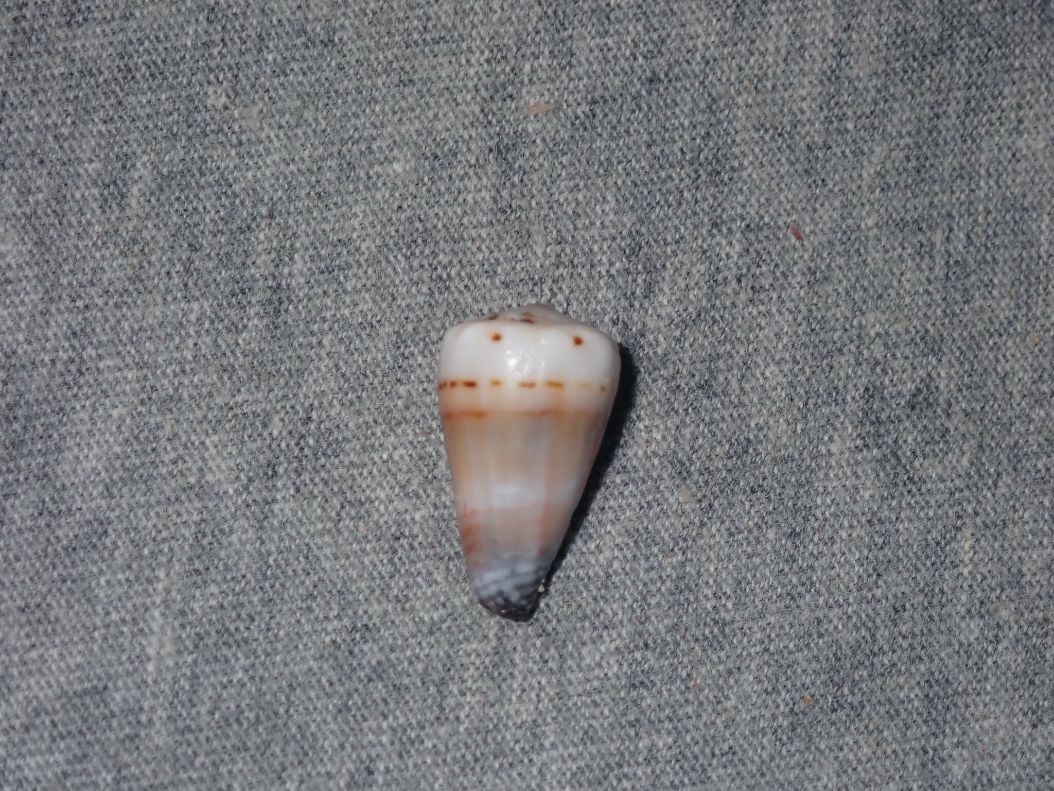 Conus musicus Hwass, 1792