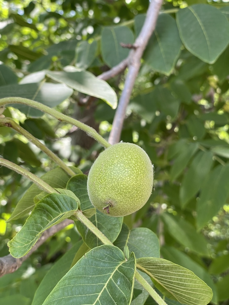 Ma walnut (Juglans hopeiensis) - Botanical Realm