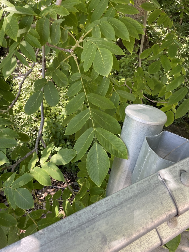 Ma walnut (Juglans hopeiensis) - Botanical Realm