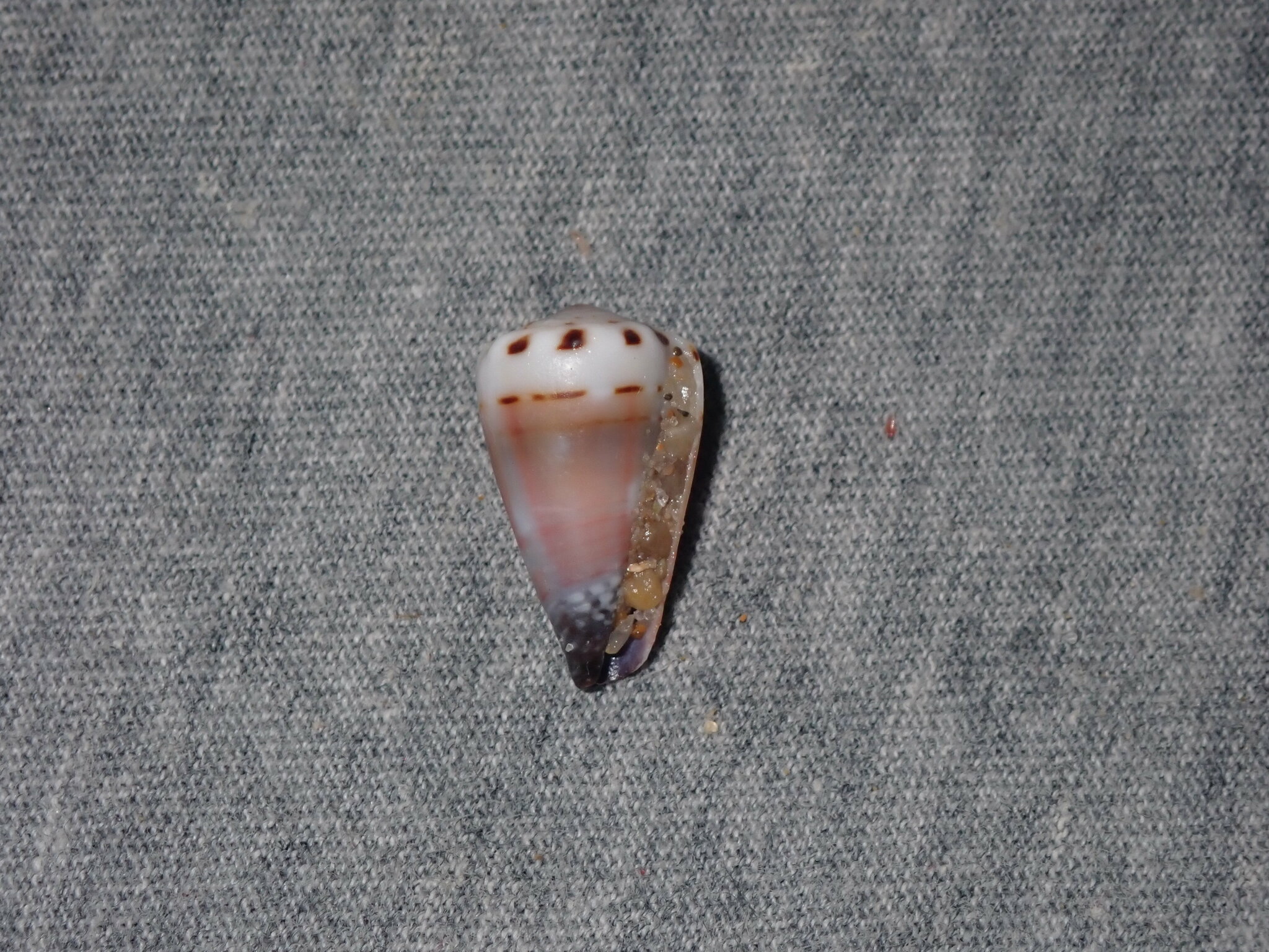 Conus musicus Hwass, 1792