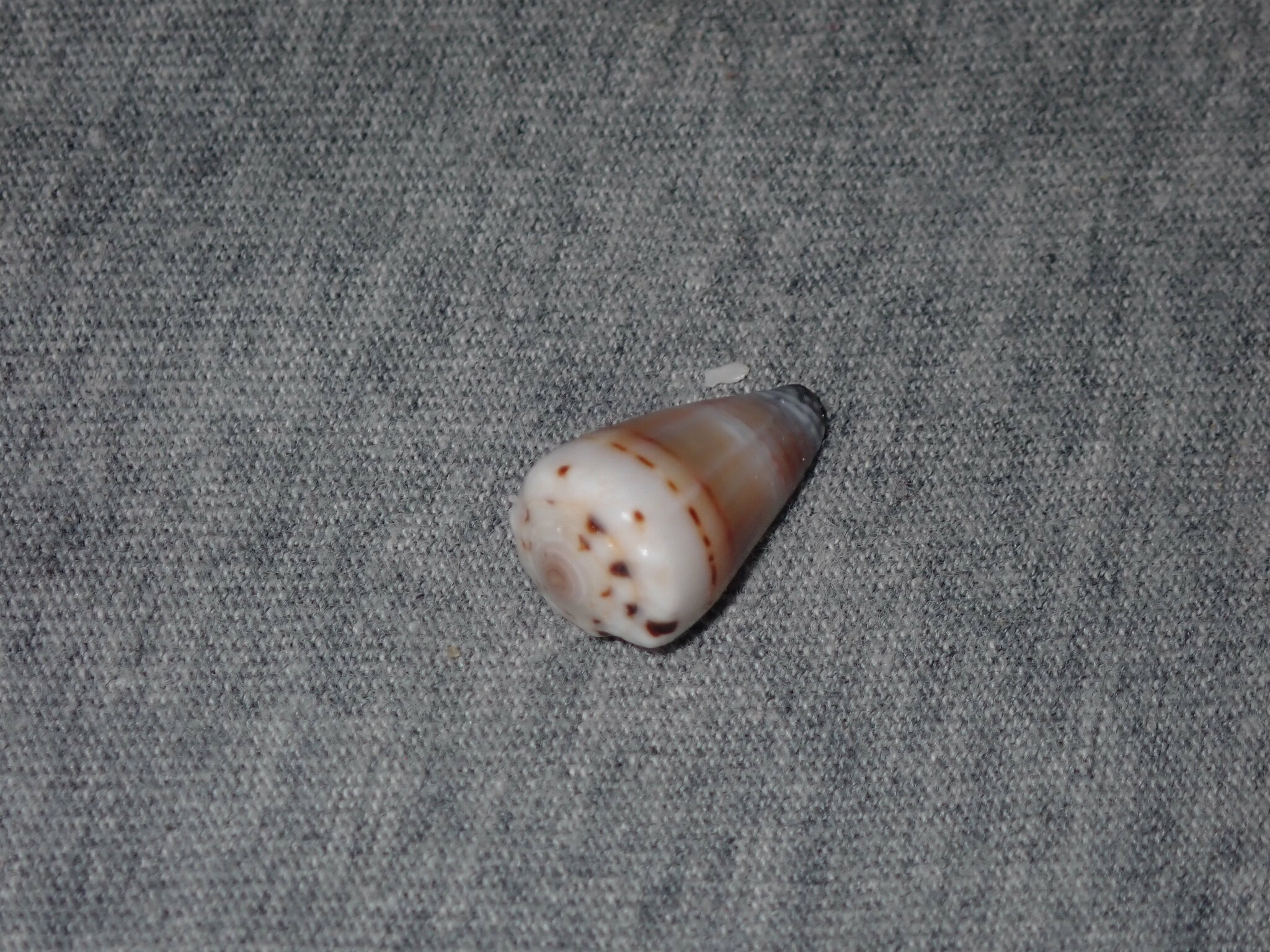 Conus musicus Hwass, 1792