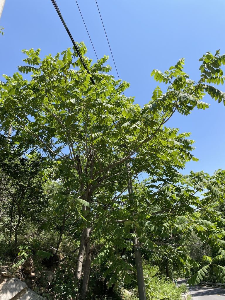 Ma walnut (Juglans hopeiensis) - Botanical Realm