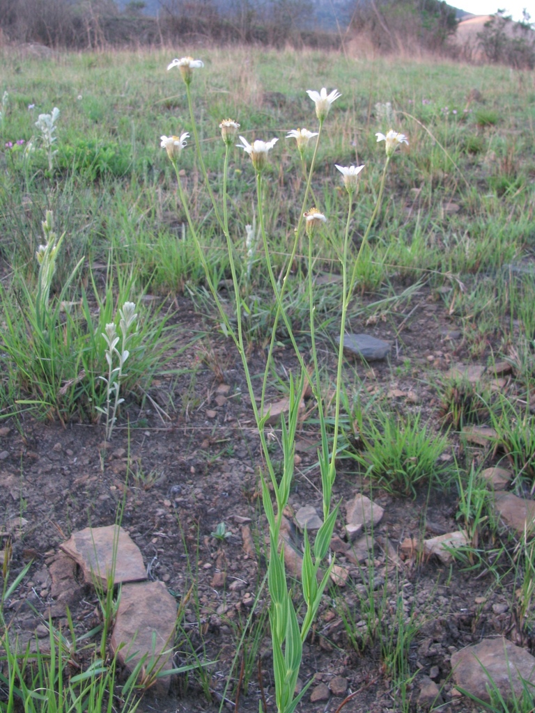 Afroaster serrulatus from Ingomankulu, uMgungundlovu District ...