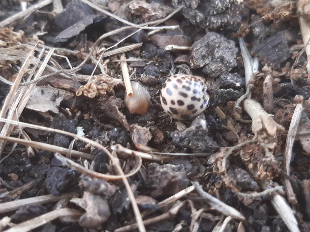 Kermes roboris from Dupnitza, Bulgaria on August 8, 2022 at 01:45 PM by ...