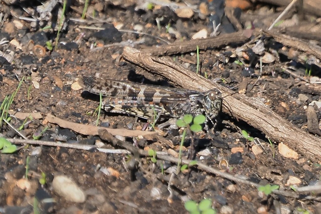 Australian Plague Locust from Brookfield CP, Blanchetown SA 5357 ...