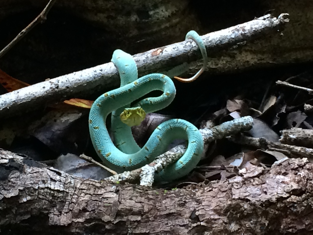 Neotropical Lanceheads (Bothrops) - Snakes and Lizards
