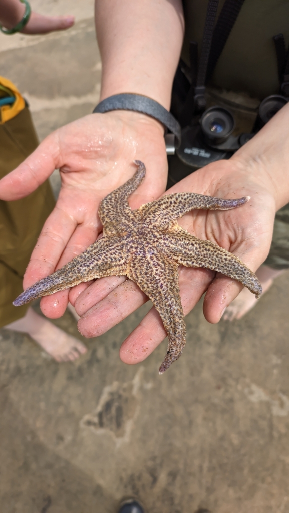 Northern Pacific Sea Star from Hasanskiy, RU-PR-KS, RU-PR, RU on June 6 ...