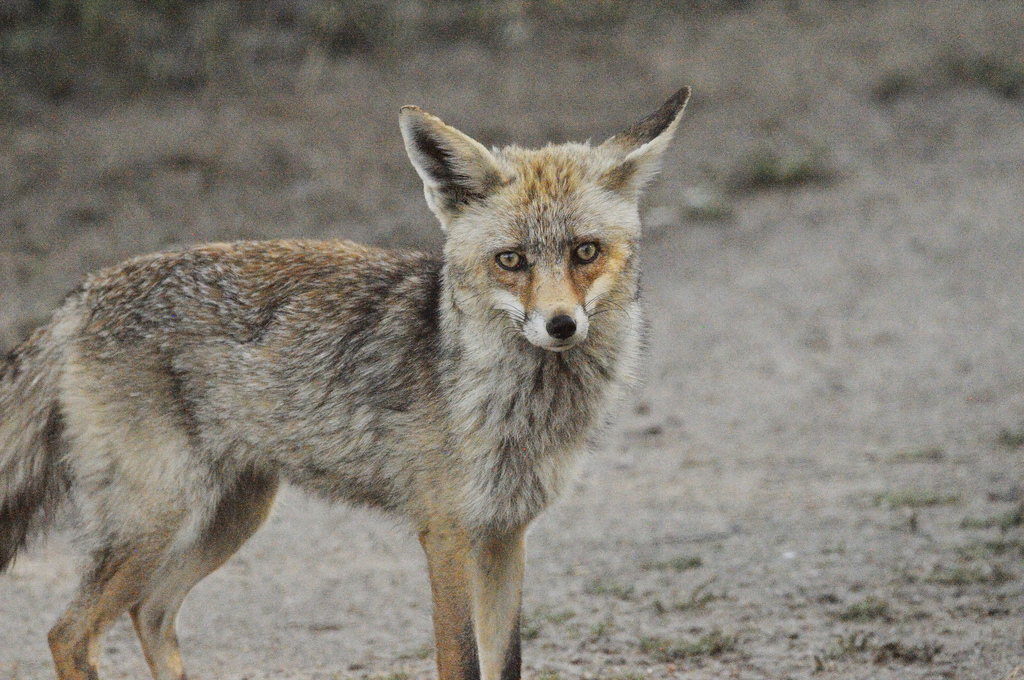 Iberian Red Fox (Vulpes vulpes silacea) - Know Your Mammals