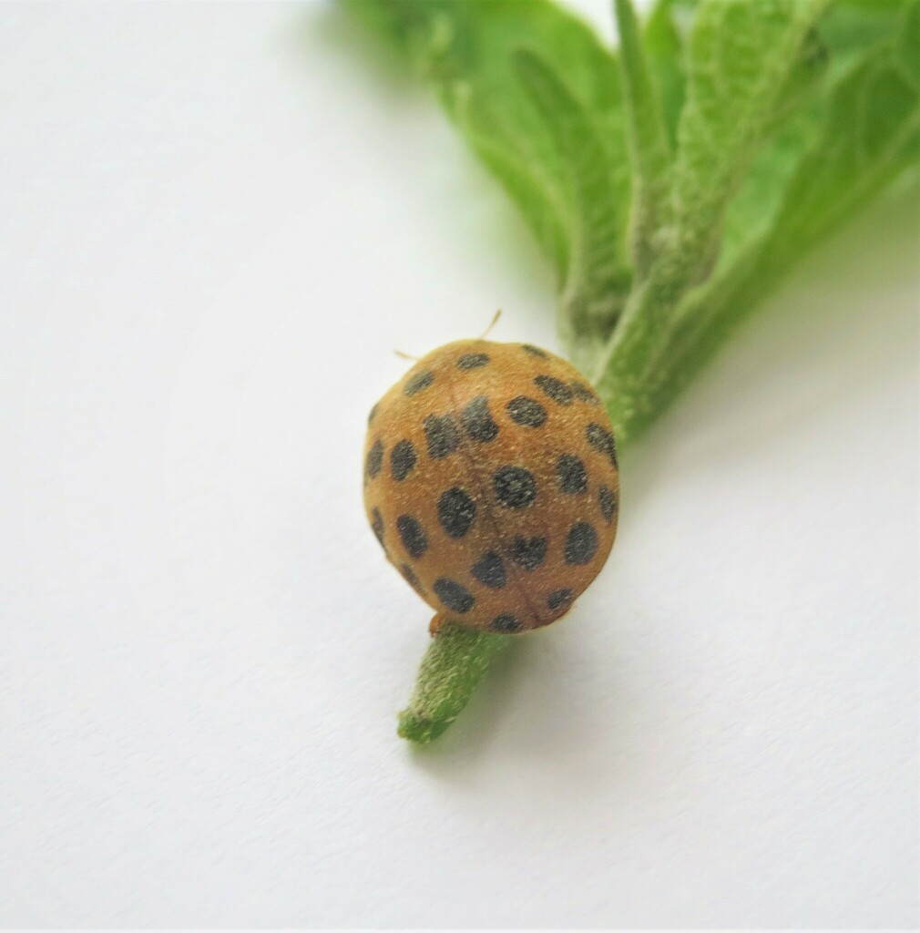 Hadda Beetle from Quinze de Novembro, Gravatá - PE, Brasil on June 6 ...