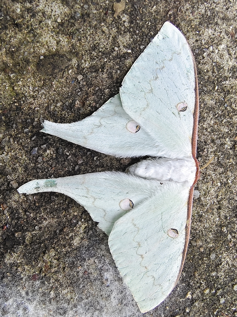 South China Moon Moth from Yichun, CN-JX, CN on June 6, 2023 at 11:56 ...