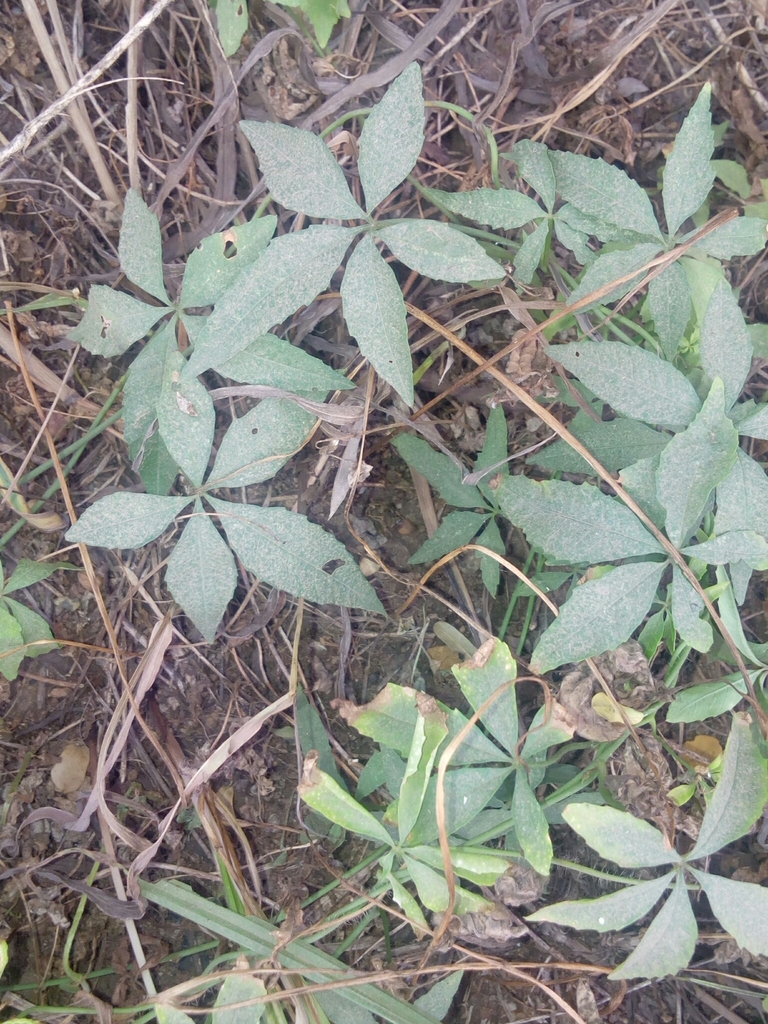 Wild Grapes from Ladogan/Oke Eyin, Nigeria on December 01, 2018 at 04: ...