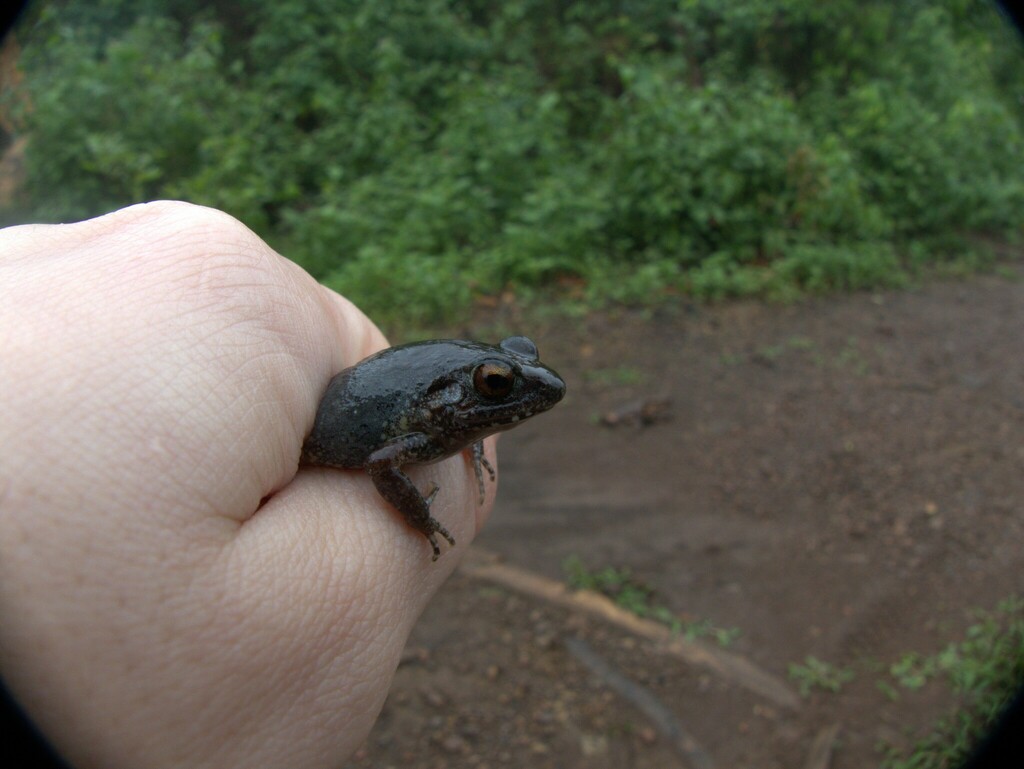 Krokosua Squeaking Frog in May 2023 by Elena Reljic · iNaturalist