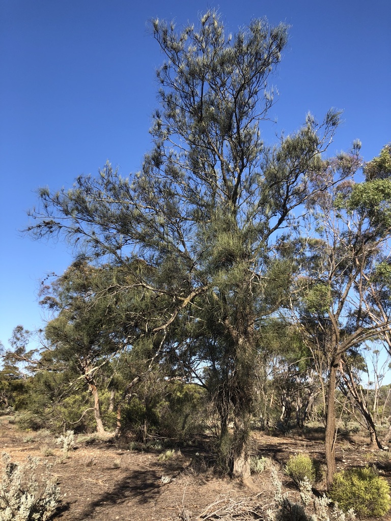 Belah (Casuarina cristata) - Botanical Realm