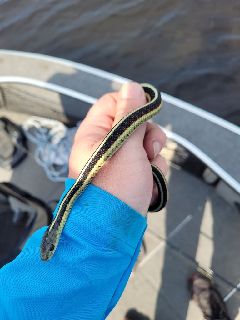 Red-sided Garter Snake from Northwest St Louis, MN, USA on June 3, 2023 ...