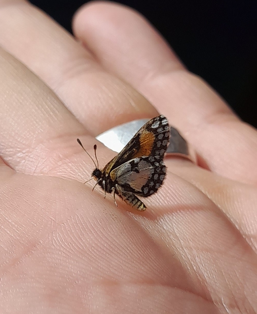Alaena exotica from Jos East, NG-PL, NG on June 5, 2023 at 09:16 AM by ...