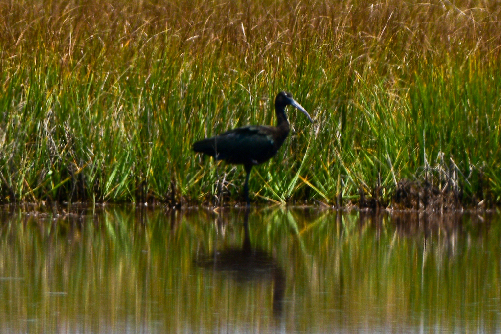 Glossy Ibis from Charleston, SC, USA on June 5, 2023 at 01:51 PM by ...