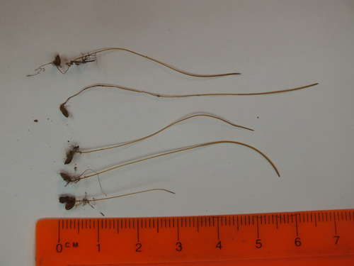 Tuberous Club (Macrotyphula phacorrhiza) · iNaturalist