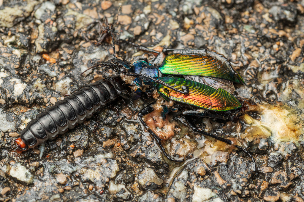 Agreeable Caterpillar Hunter from Barcelona, España on June 17, 2020 at ...