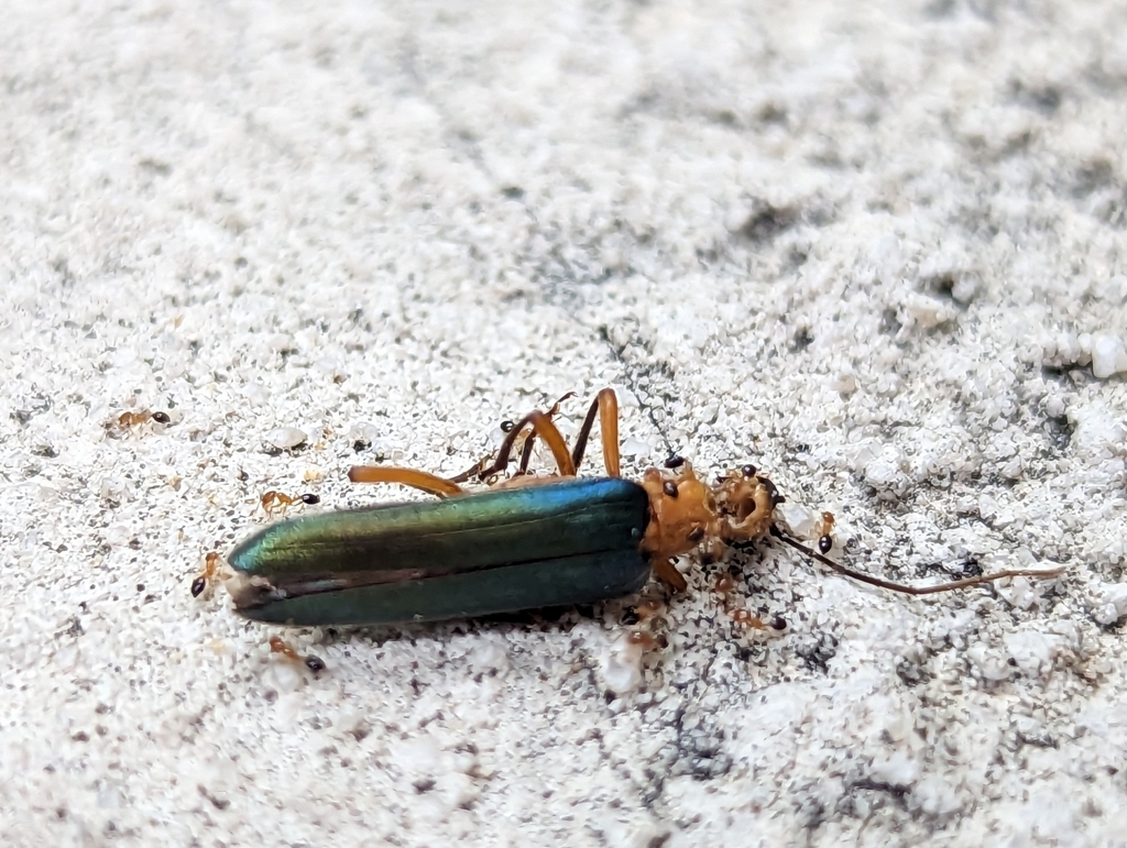 Water, Rove, Scarab, Long-horned, Leaf, and Snout Beetles from Japan ...