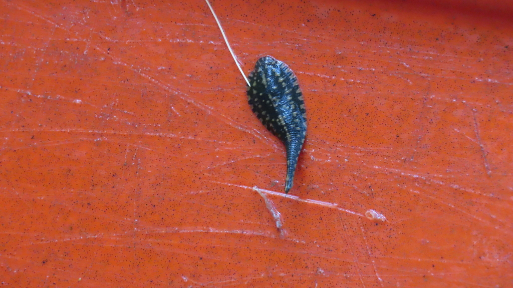 Smooth Turtle Leech from Lanark County, ON, Canada on June 1, 2023 at ...