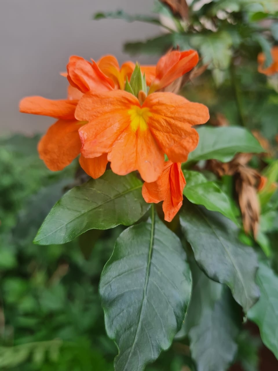Crossandra infundibuliformis (L.) Nees