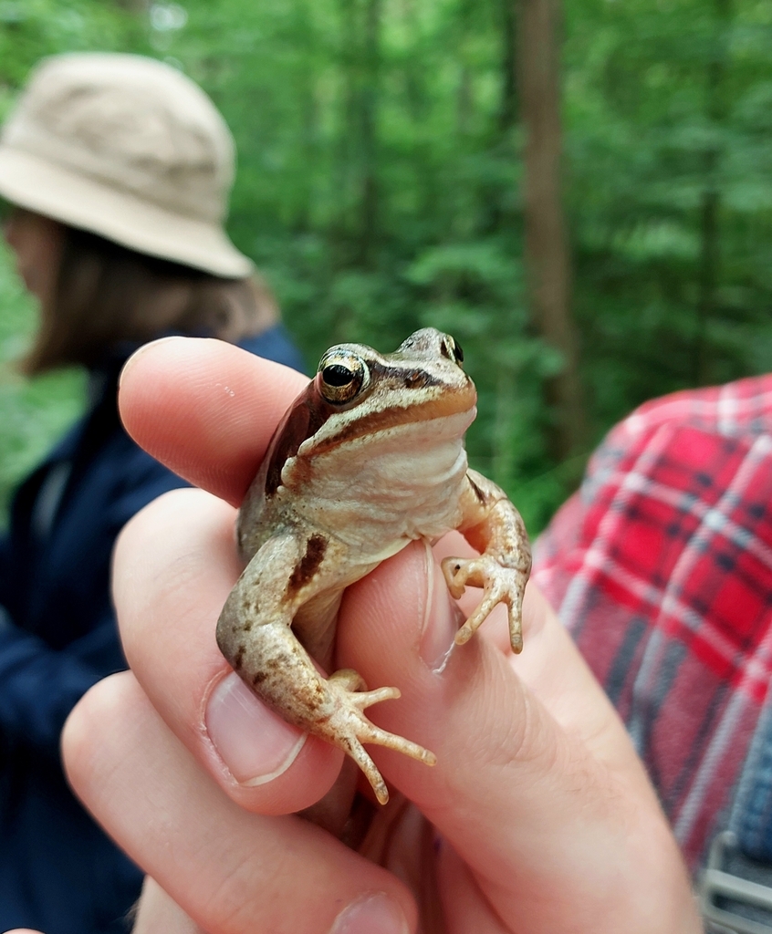 Moor Frog in June 2023 by Julia Fronczyk · iNaturalist