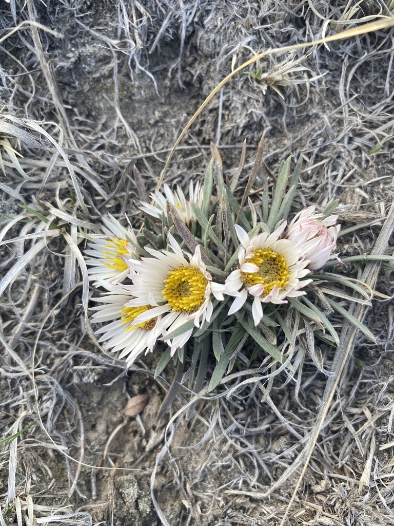 Easter daisy from Ashby, Ashby, NE, US on May 3, 2023 at 05:55 PM by ...