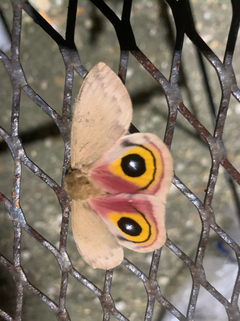 Louisiana eyed silkmoth in May 2020 by Brady Ladner · iNaturalist