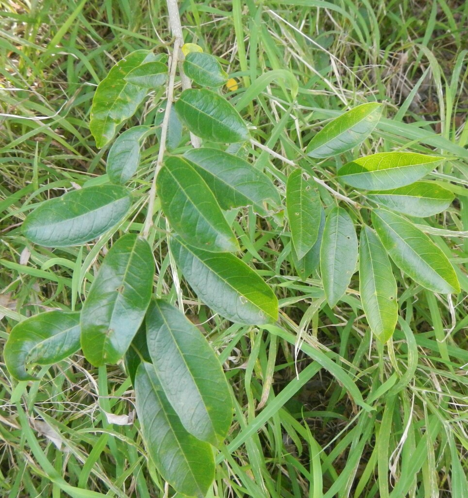 Cockspur Thorn from Mount Mellum QLD 4550, Australia on September 11 ...