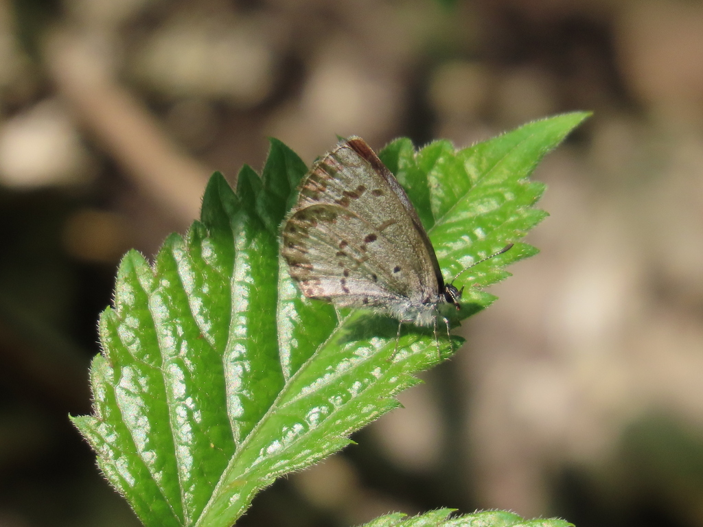 Northern Azure from Old Richmond Rd, Nepean, ON K2H 8Y3, Canada on May ...