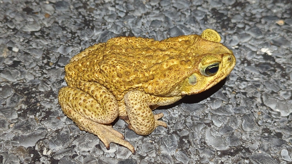 Giant Toad from La Casita-Garciasville, TX 78582, USA on June 4, 2023 ...
