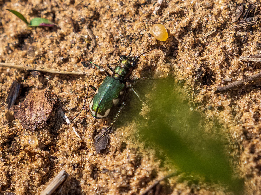 LeConte's Tiger Beetle from 1715 County Hwy X, Babcock, WI 54413, USA ...