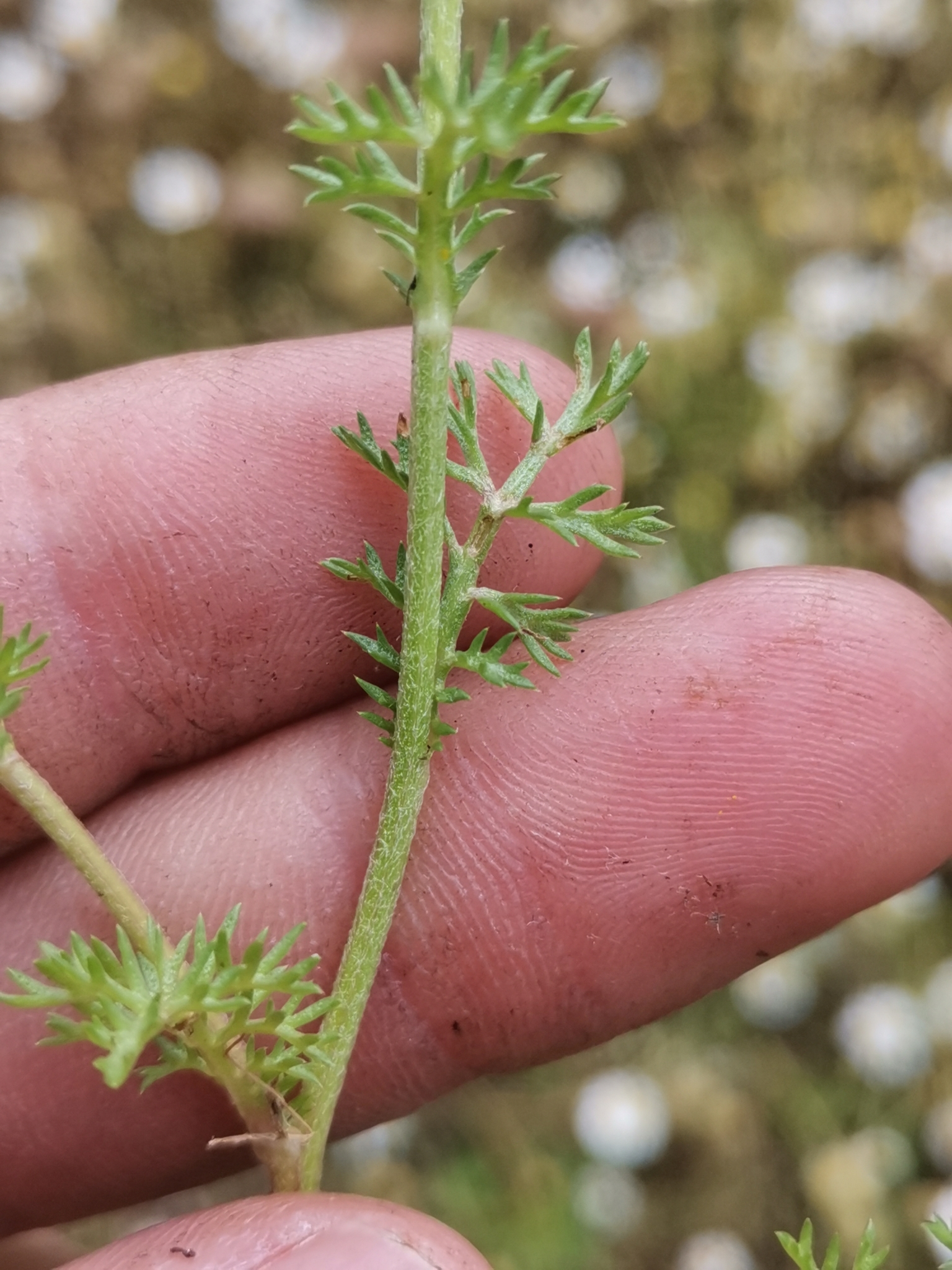 Anthemis arvensis L.