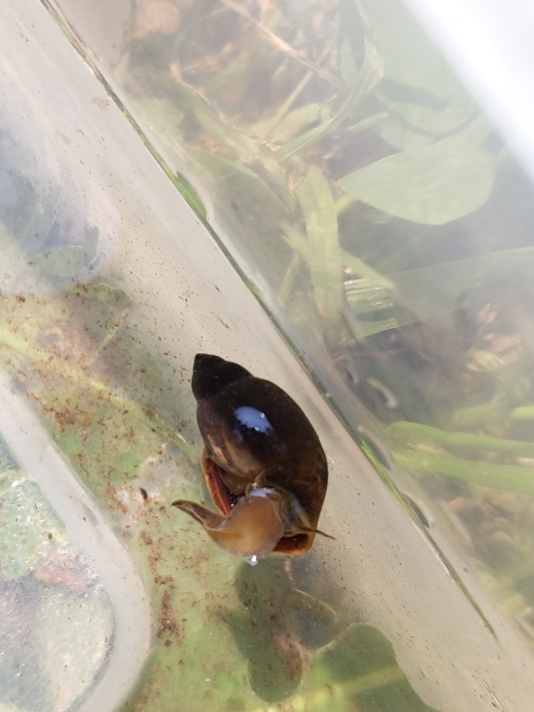 Acute Bladder Snail from Berea, KY, USA on June 6, 2023 at 11:15 AM by ...
