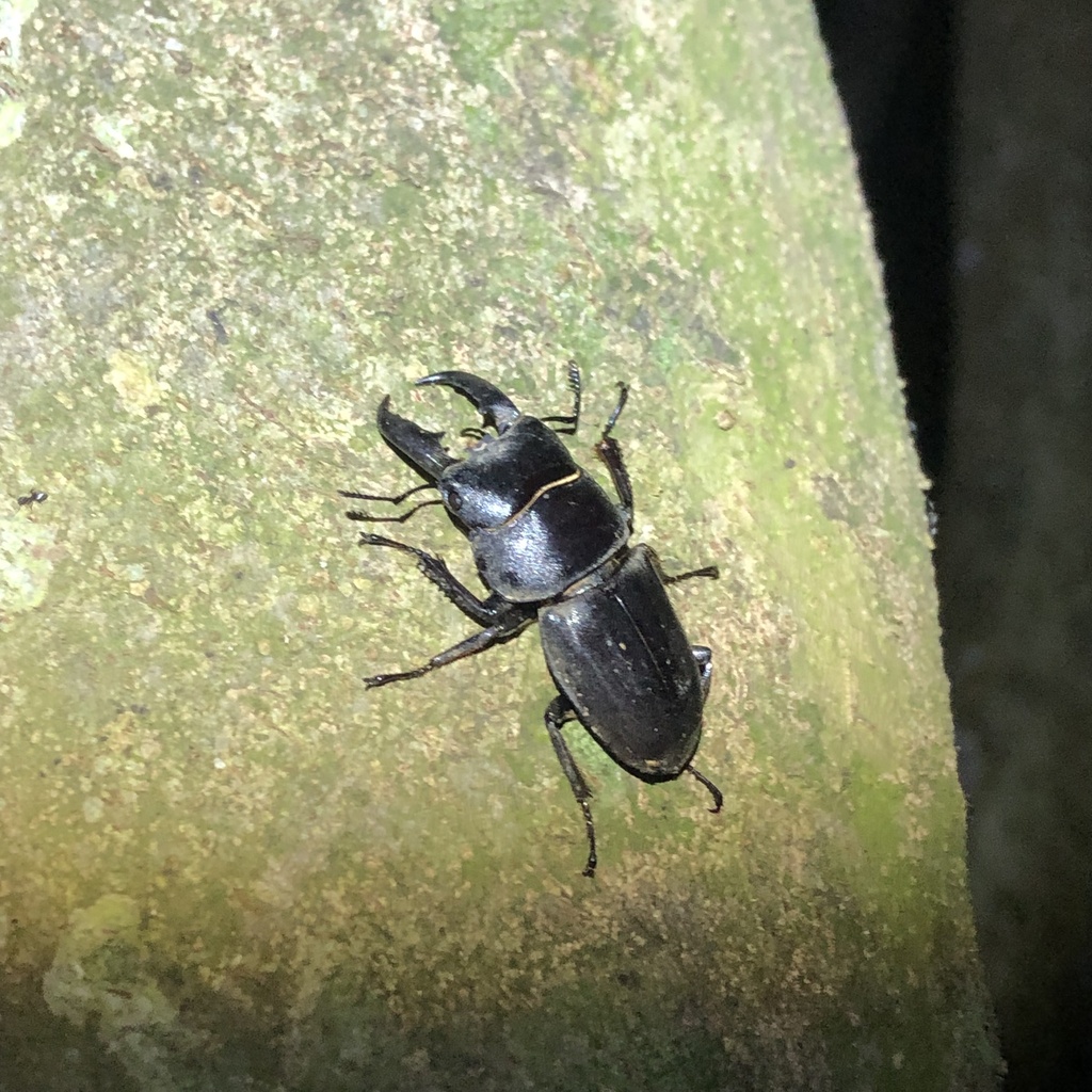 Serrognathus titanus sika from 內埔鄉, TW on June 6, 2023 at 09:48 PM by ...