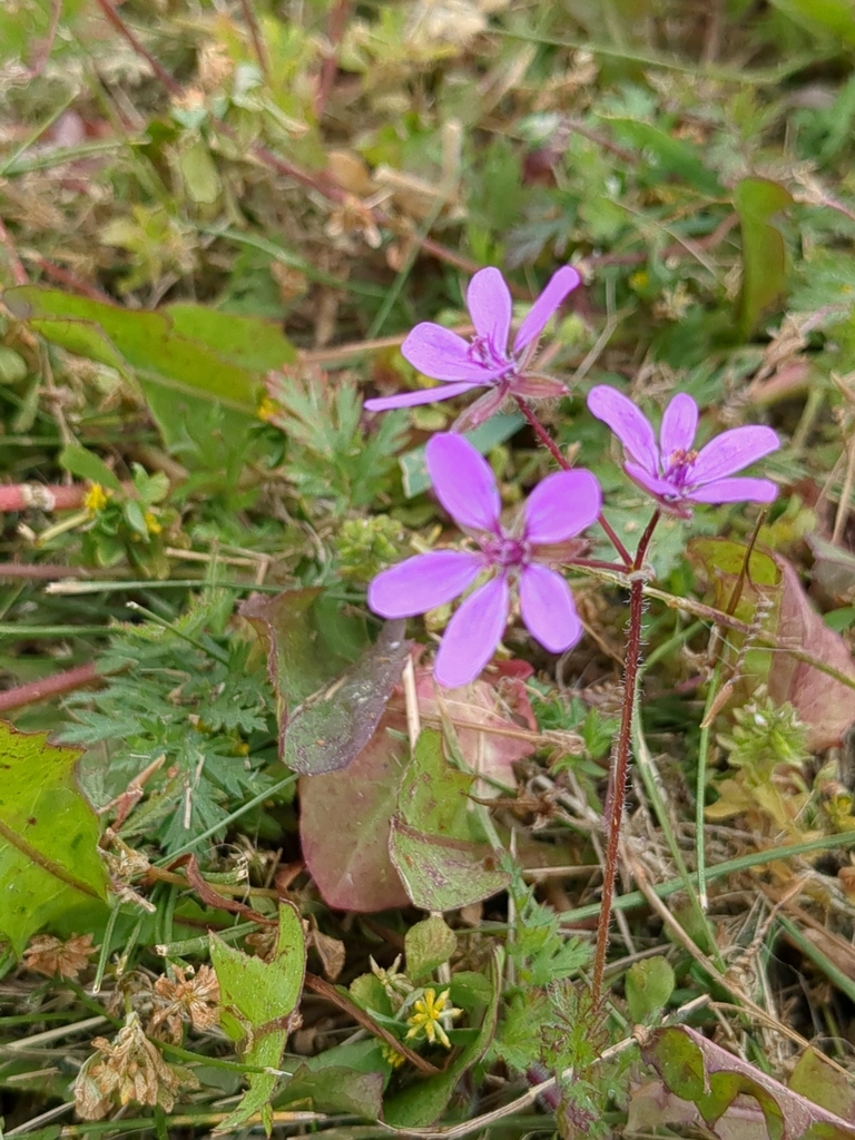 Redstem Stork's-bill from Dunston House, Hessle HU13 0EB, UK on June 6 ...