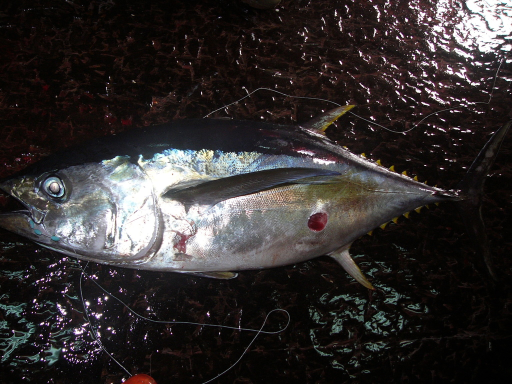 Bigeye Tuna (Thunnus obesus) - Marine Life Identification
