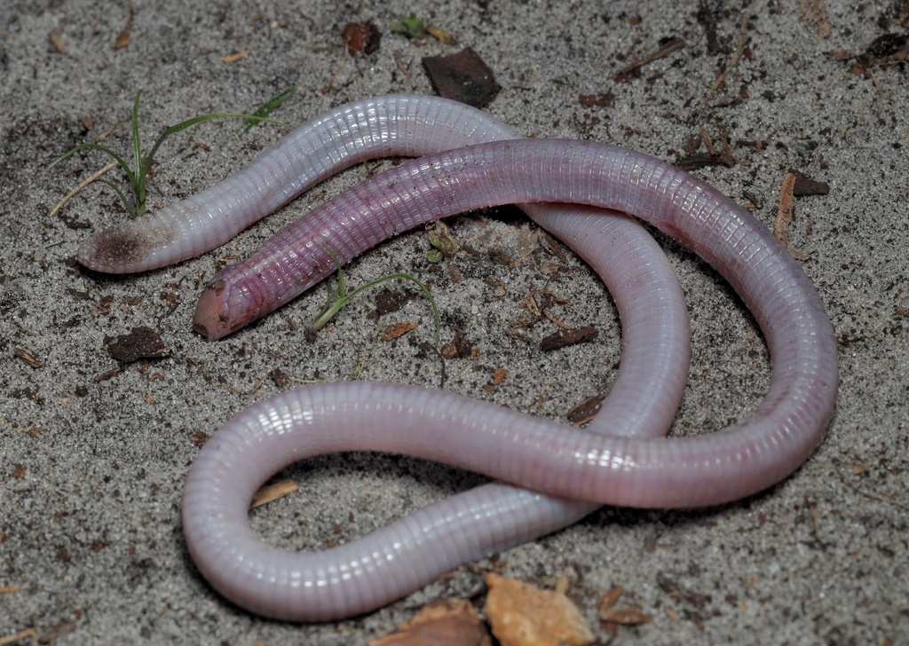 Florida Worm Lizard (Rhineura floridana) - Snakes and Lizards