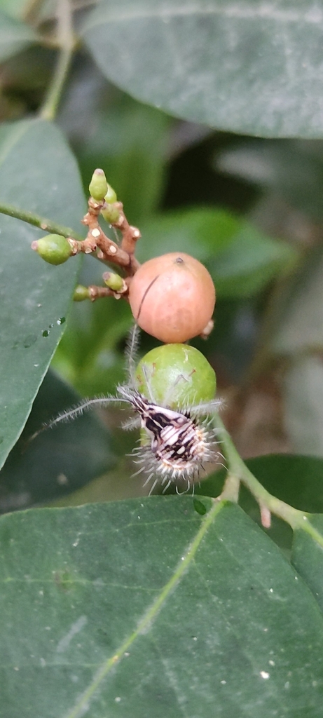 Insects from Pitchandikulam FOREST on June 6, 2023 at 05:49 PM by ...