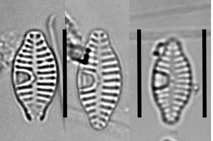 Planothidium rostratoholarcticum · iNaturalist