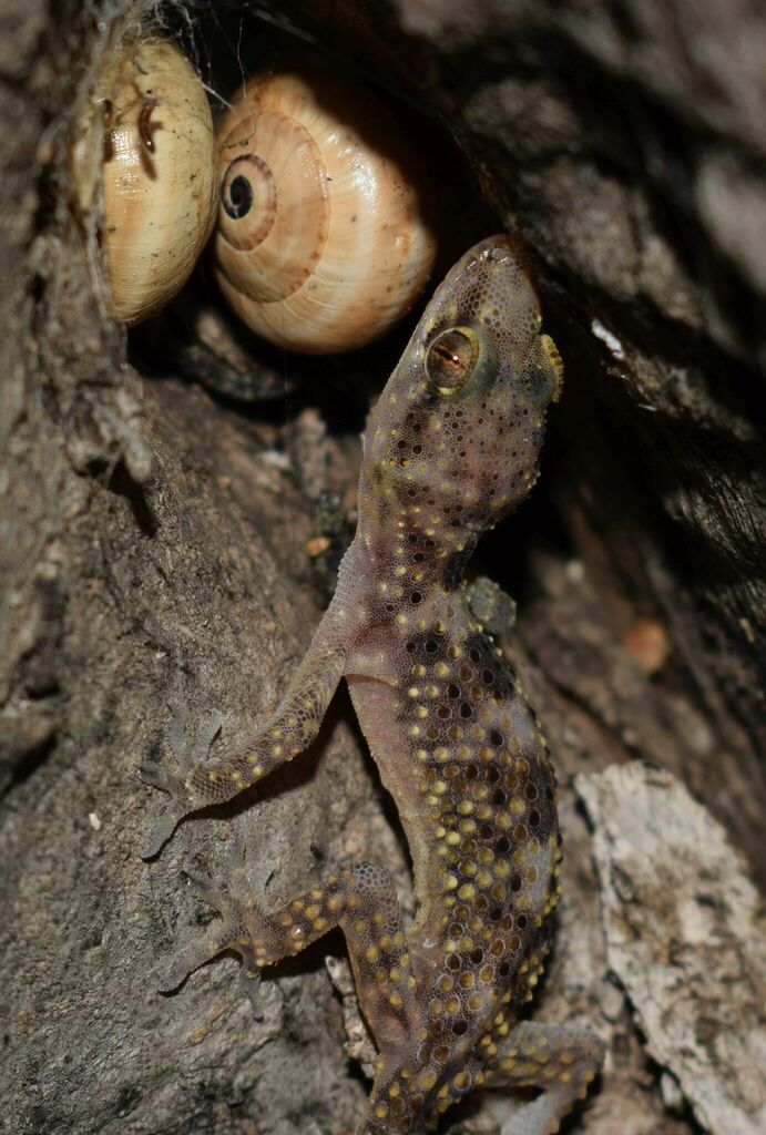 Mediterranean House Gecko from Libero consorzio comunale di ...