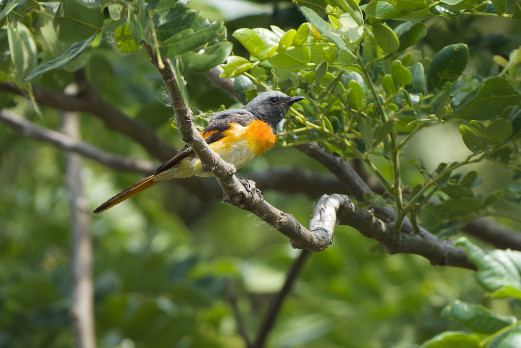 Small Minivet in June 2023 by Sam Hambly · iNaturalist