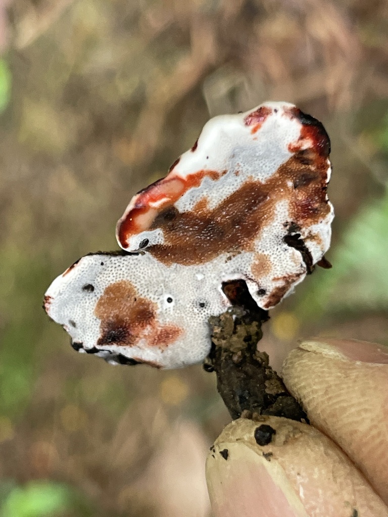 Sanguinoderma microporum from Xindian District, TW on May 25, 2023 at ...