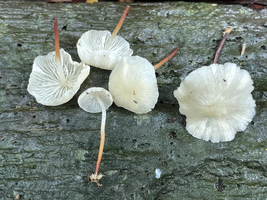pinwheels and parachute mushrooms from Formosa Freeway, TW on May 25 ...