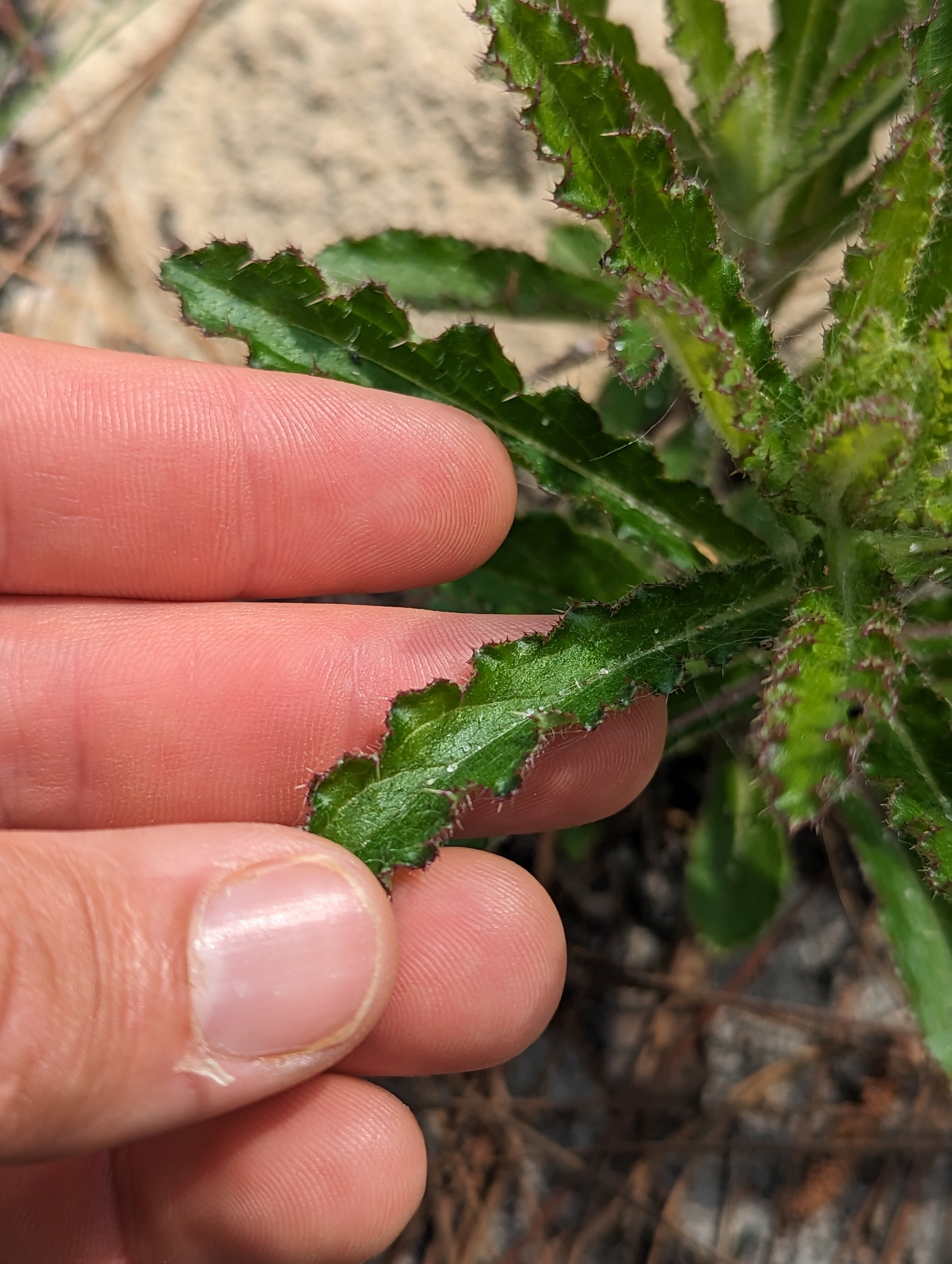 Cirsium repandum Michx.