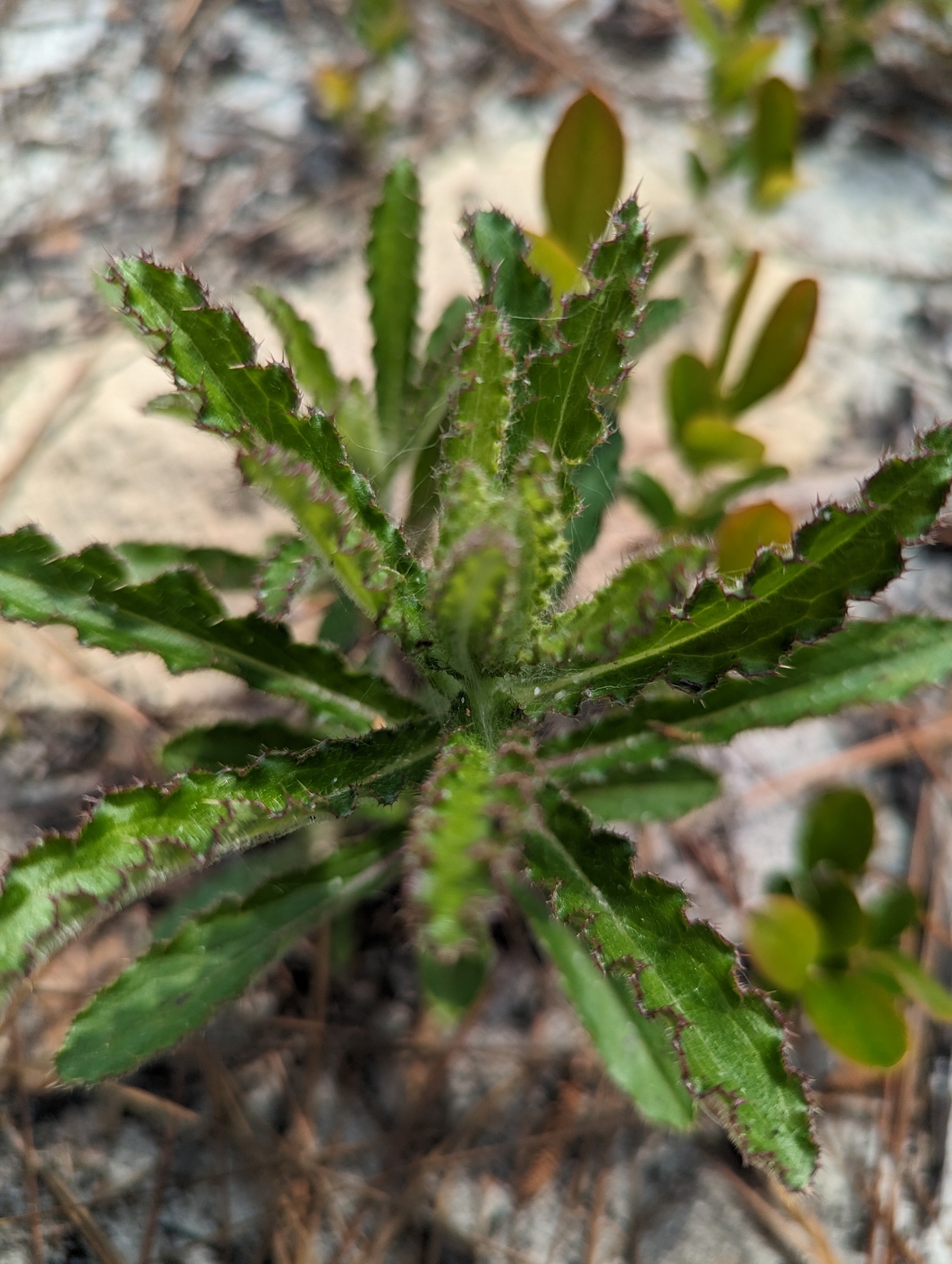 Cirsium repandum Michx.